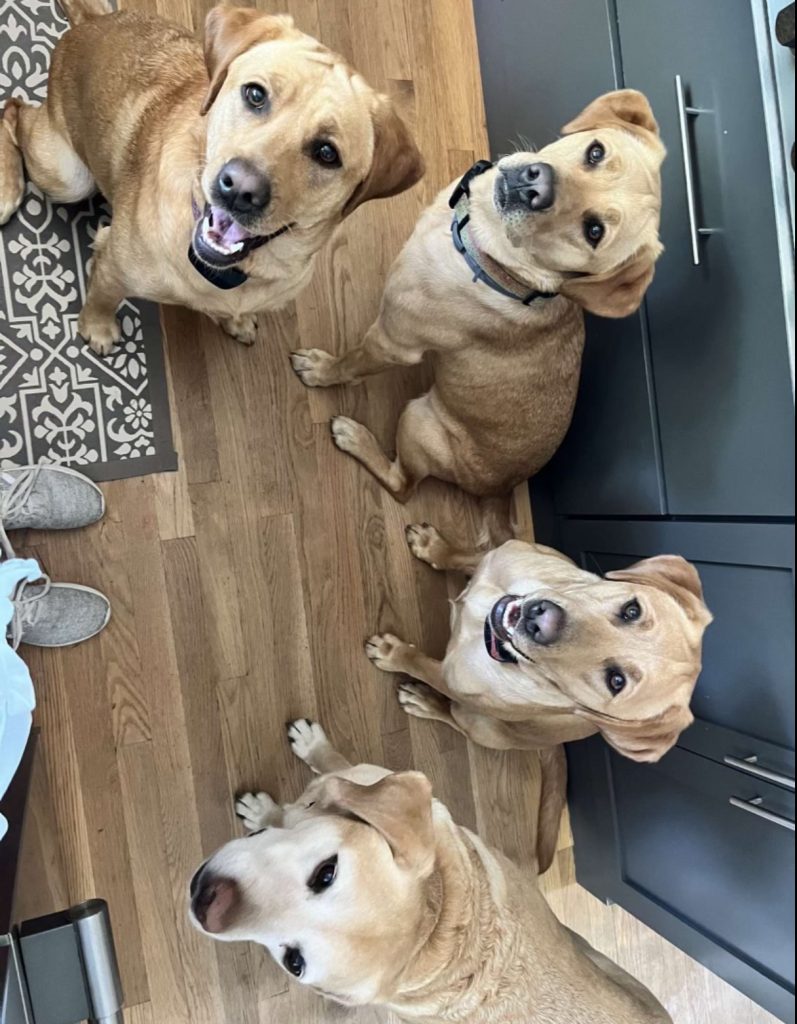 PETS OF THE WEEK – PAUPACK PRESS